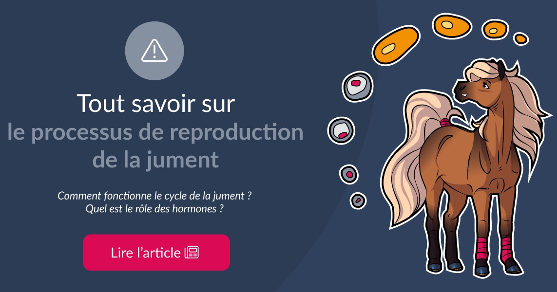 Tout savoir sur le processus de reproduction de la jument